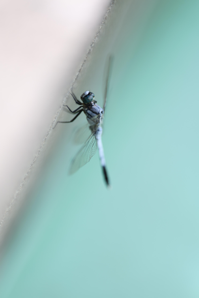 佳能发布 RF 中远摄定焦镜头 RF135mm F1.8 L IS USM | 极客公园